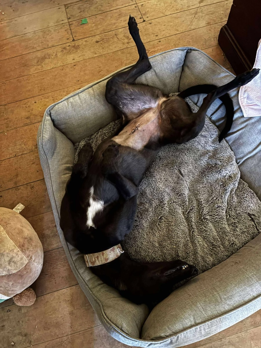 Sonya, the cat friendly greyhound - Large Female Greyhound Dog in NSW ...