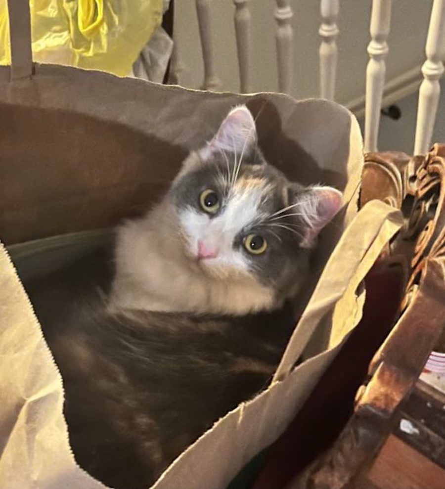 Zoe - Female Domestic Medium Hair (DMH) Cat in QLD - PetRescue