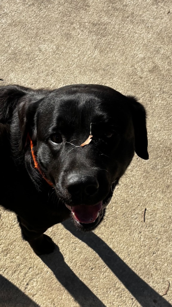 Archie - Medium Male Labrador Retriever Dog in NSW - PetRescue