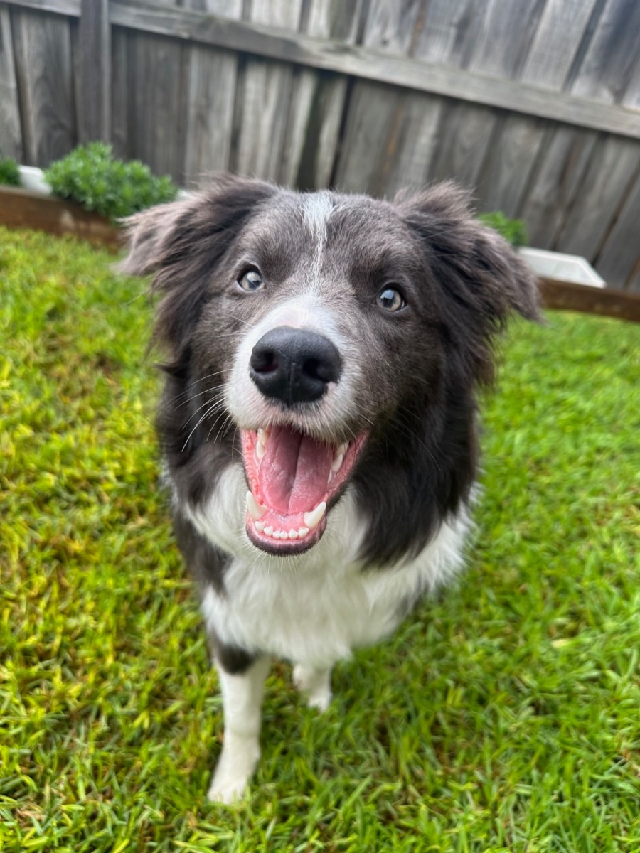 Omelette - Medium Male Border Collie Dog in VIC - PetRescue