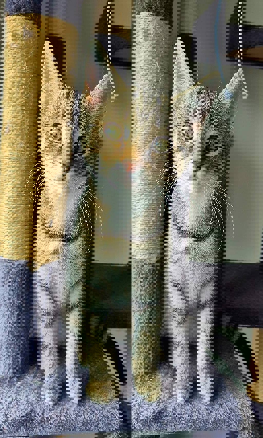 Xena - Female Dsh Mix Cat in VIC - PetRescue