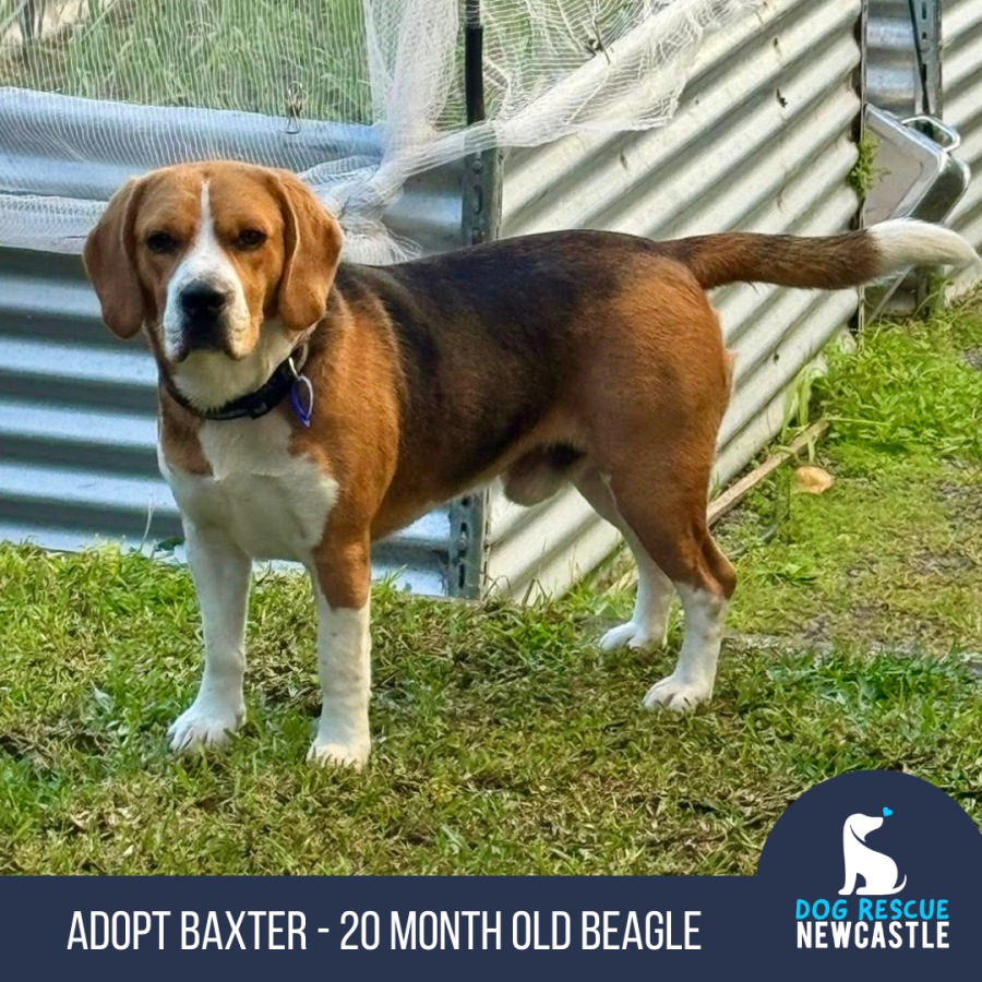 Baxter - 20 Month Old Beagle - Medium Male Beagle Dog in NSW - PetRescue