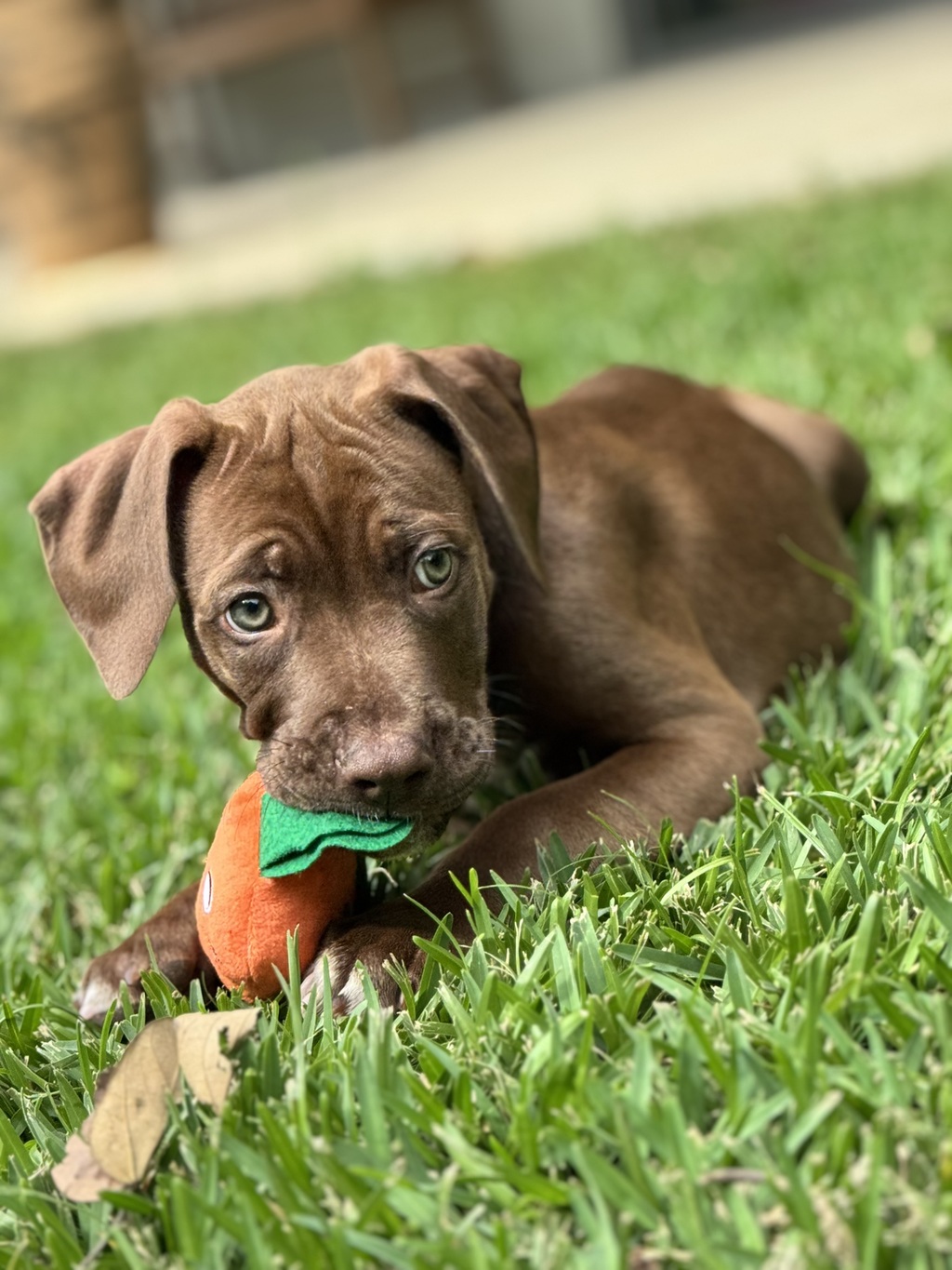 Khan - Medium Male Bullmastiff x Australian Bandog Mix Dog in QLD ...