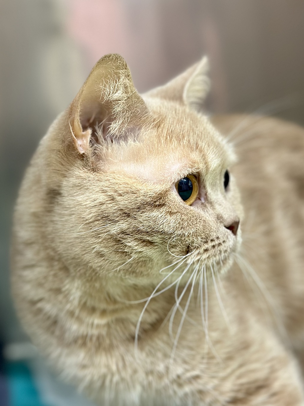 Chocolate - Female British Shorthair Mix Cat in QLD - PetRescue