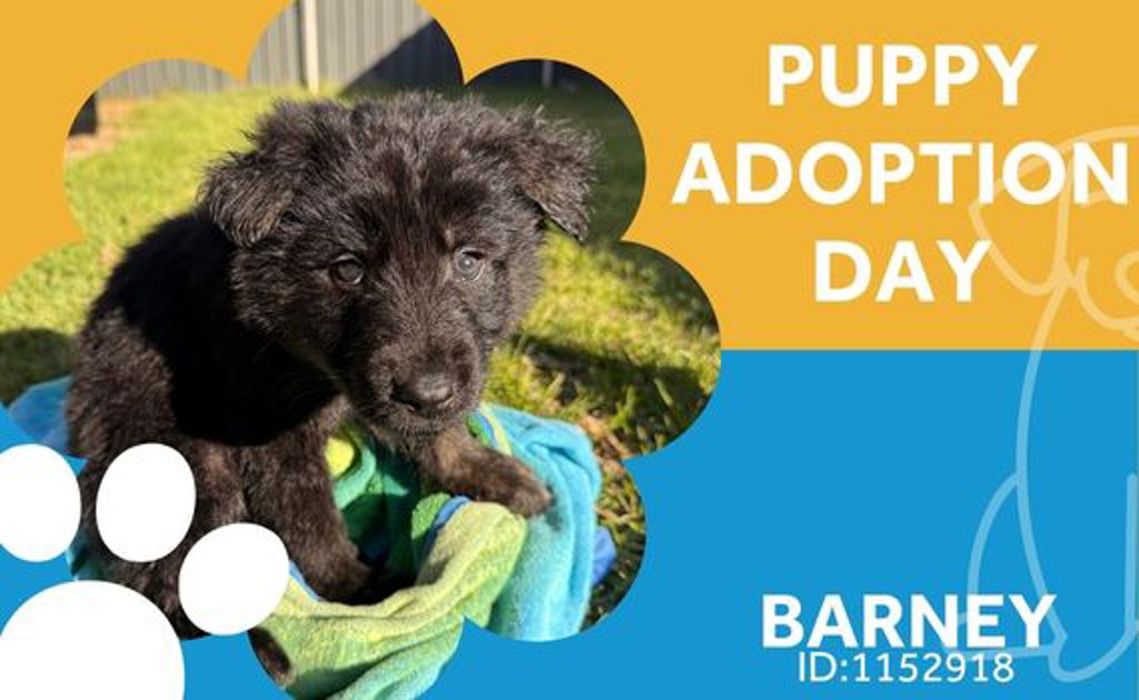 Barney - Small Male Maremma Sheepdog Mix Dog in VIC - PetRescue