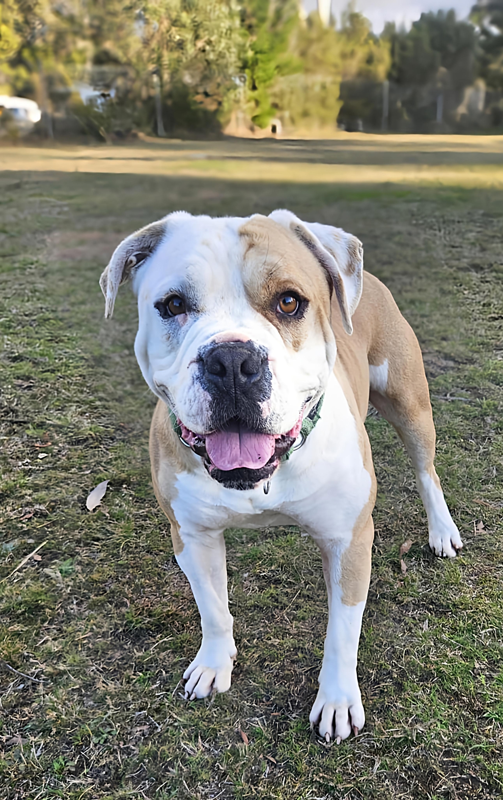 Groot - Large Male American Bulldog Mix Dog in TAS - PetRescue