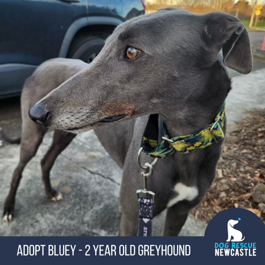 Bluey - 2 Year Old Greyhound - Large Male Greyhound Dog in NSW - PetRescue