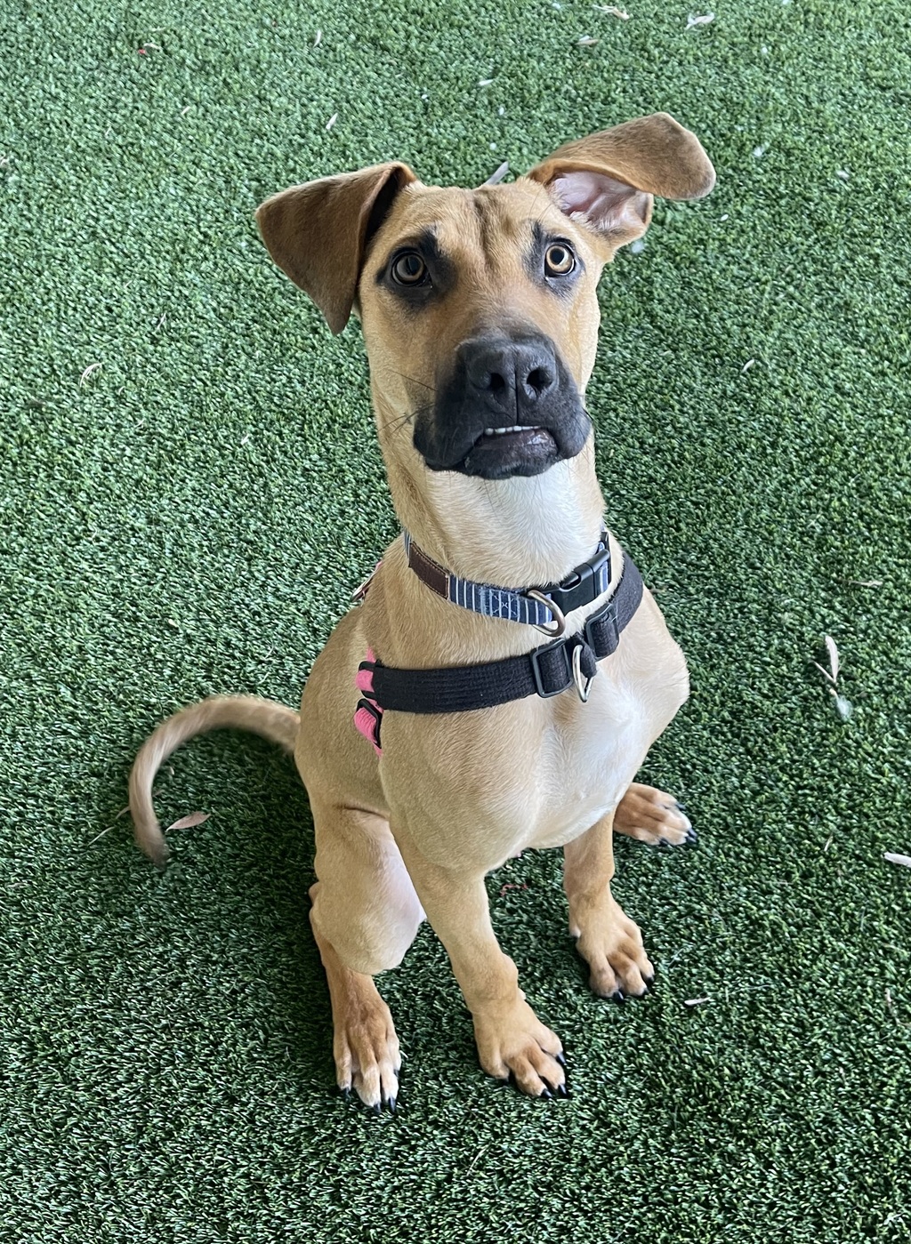 Darcy - Large Male Bull Arab Mix Dog in QLD - PetRescue