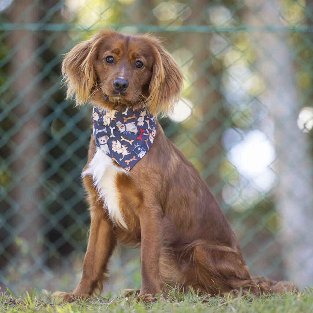 Rodney - Medium Male Cavalier King Charles Spaniel x Cocker Spaniel Mix Dog in QLD - PetRescue