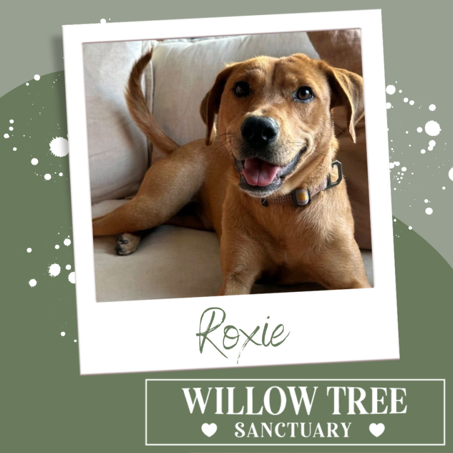 Roxie - Medium Female Golden Retriever Mix Dog in NSW - PetRescue