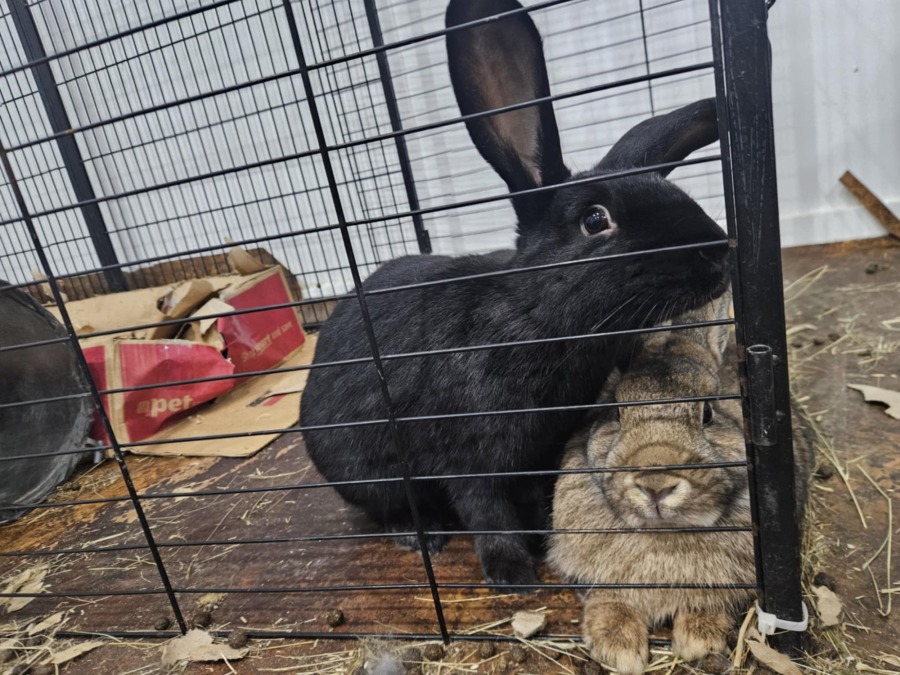 Elphaba - Female Flemish Giant Mix Rabbit in TAS - PetRescue