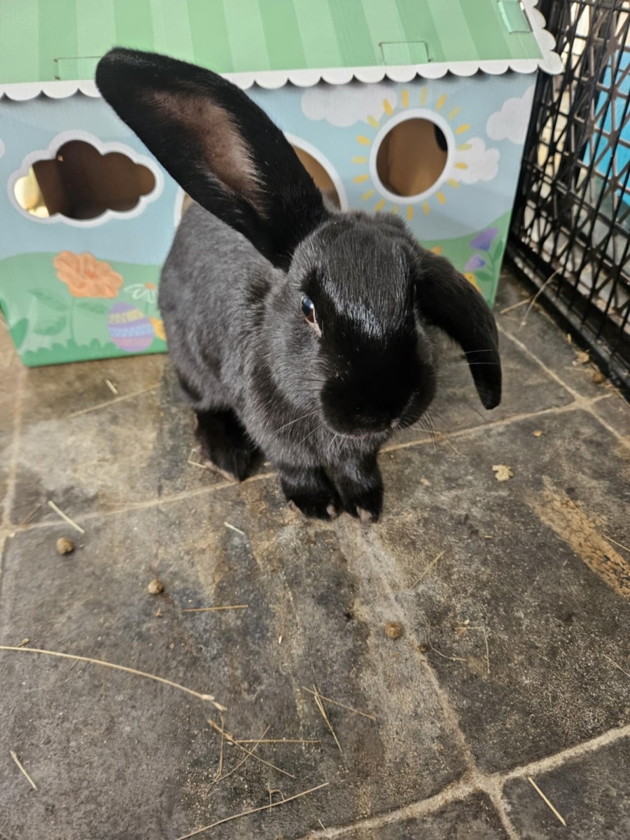 Nessa-Rose - Female Flemish Giant Mix Rabbit in TAS - PetRescue