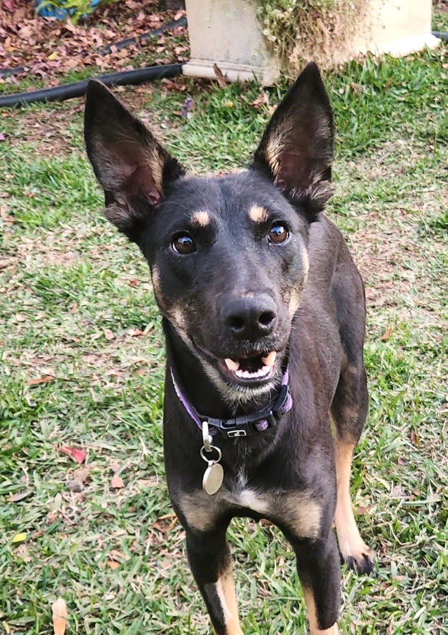 Suki - Medium Female Australian Kelpie Dog in NSW - PetRescue