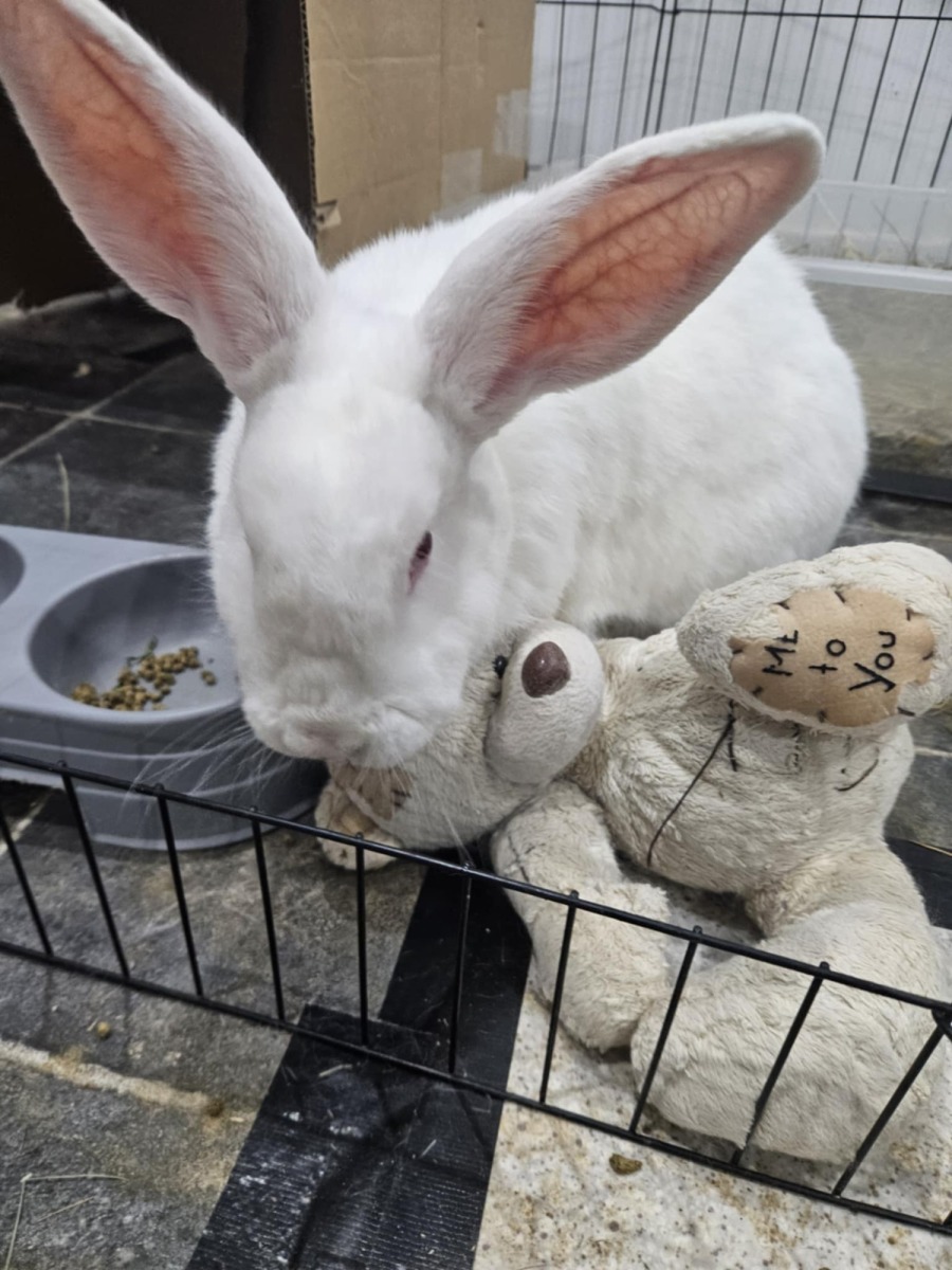 Everest - Male Flemish Giant Mix Rabbit in TAS - PetRescue