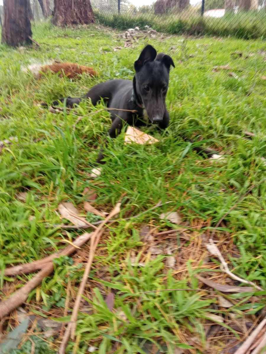 Tee. 26kg cat friendly - Small Female Greyhound Dog in VIC - PetRescue