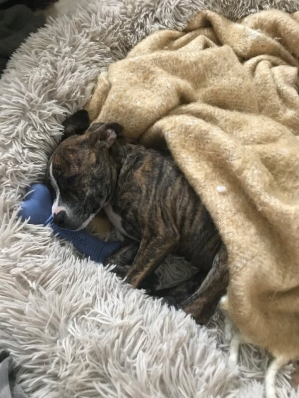 Cyn - Medium Female Staffordshire Bull Terrier Dog in NSW - PetRescue