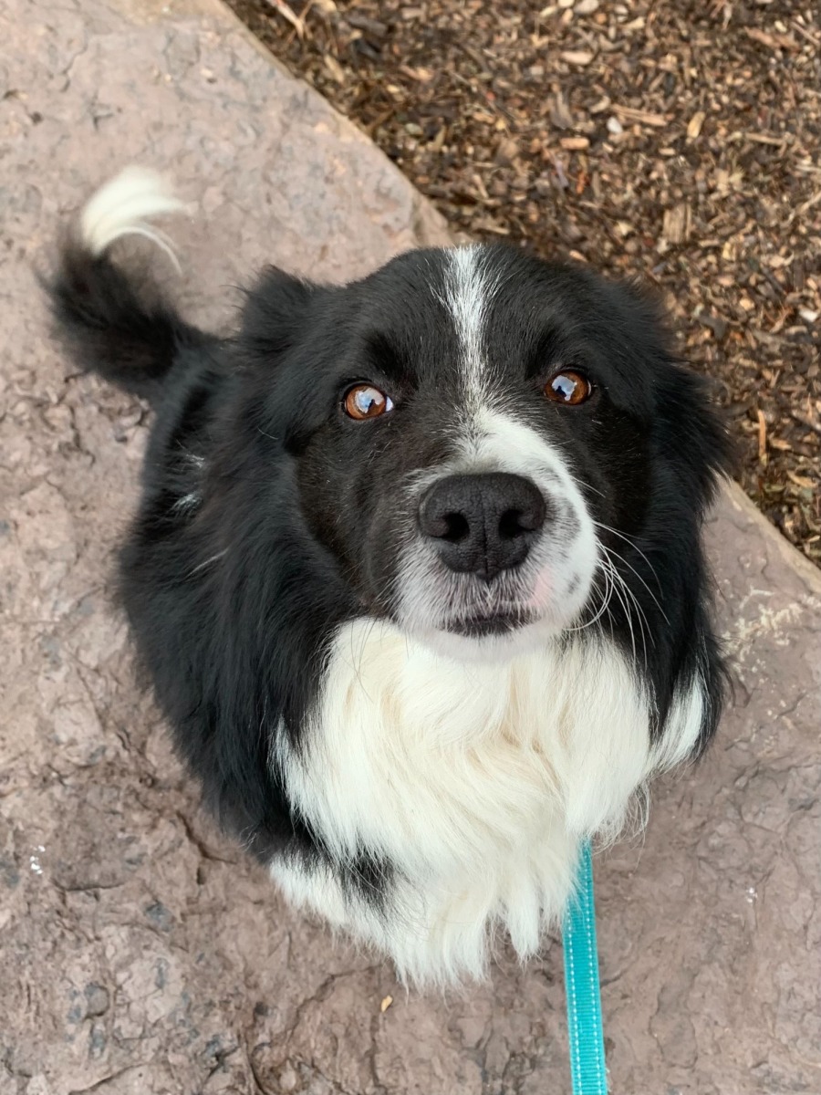 Trek - Medium Male Border Collie Mix Dog in VIC - PetRescue