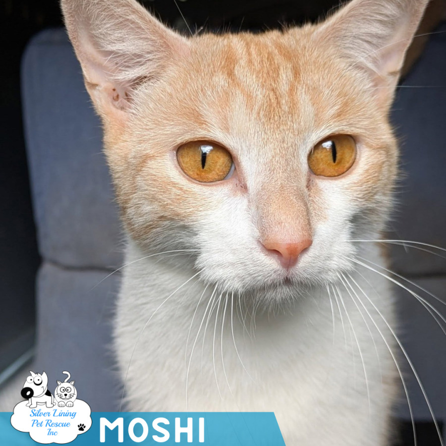 Moshi - Female Domestic Short Hair (DSH) Cat in QLD - PetRescue
