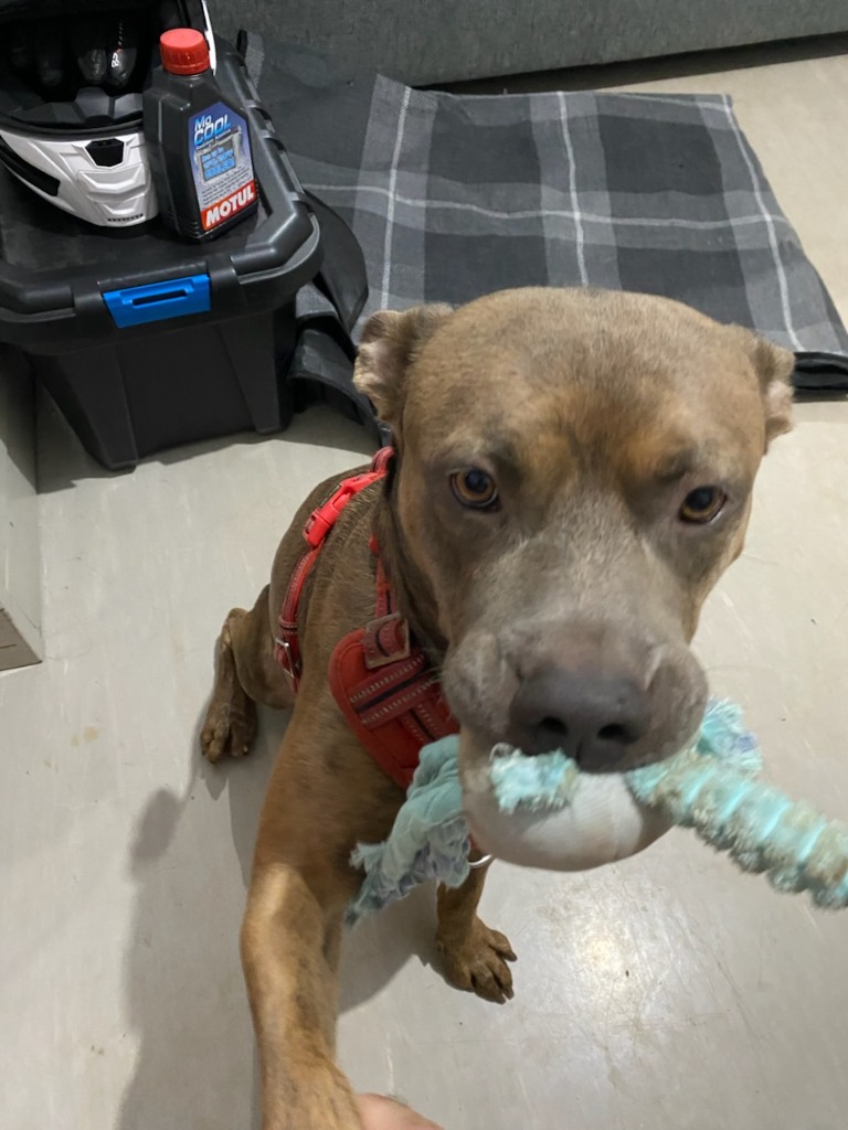 Scrim - Medium Male Mixed breed Dog in WA - PetRescue