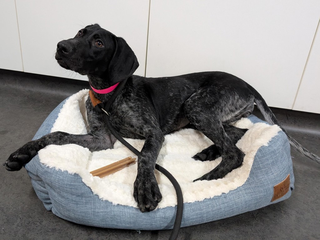 Ruby - Medium Female German Shorthaired Pointer Dog in VIC - PetRescue