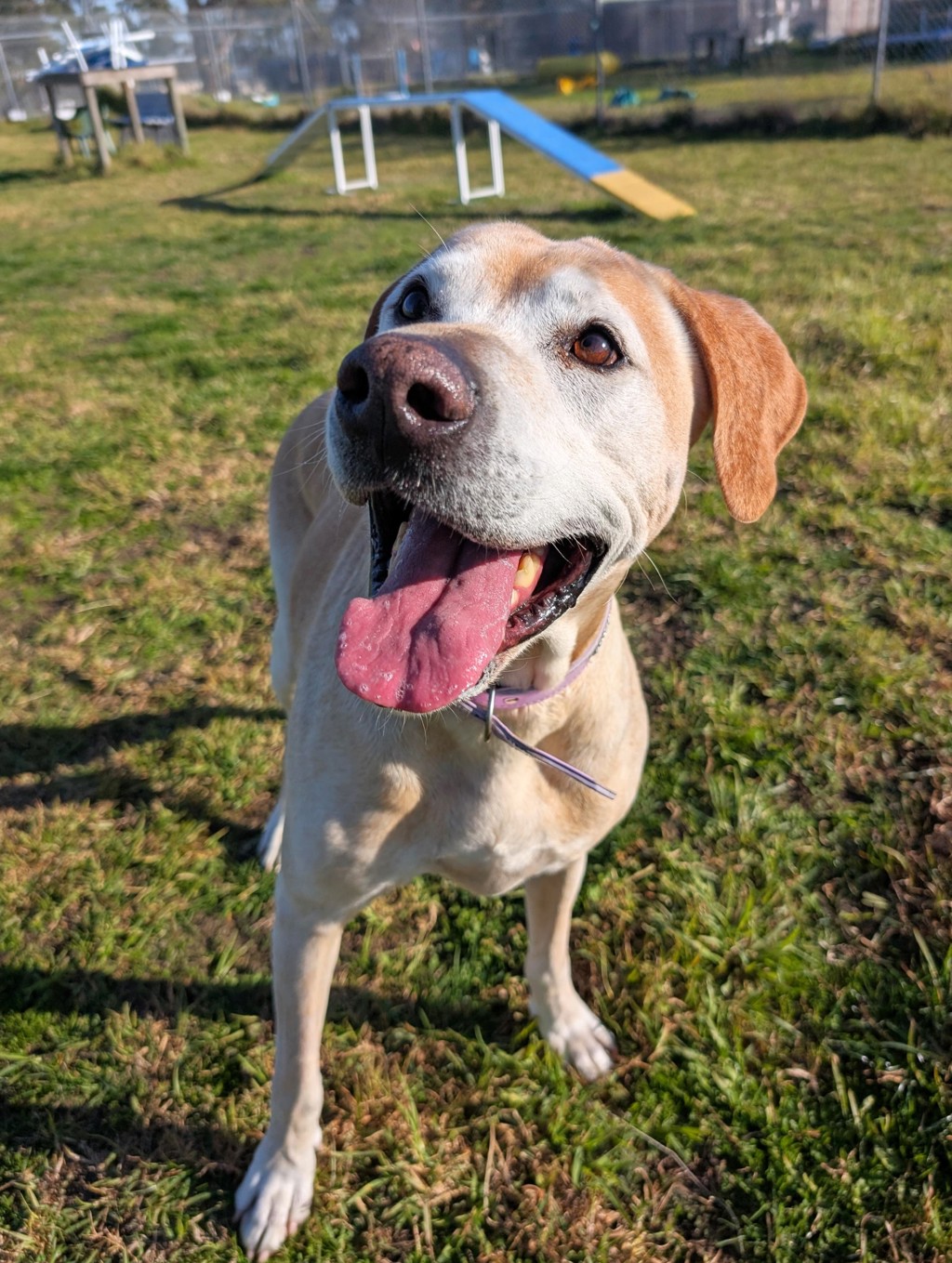 Lily - Medium Female Labrador Mix Dog in VIC - PetRescue