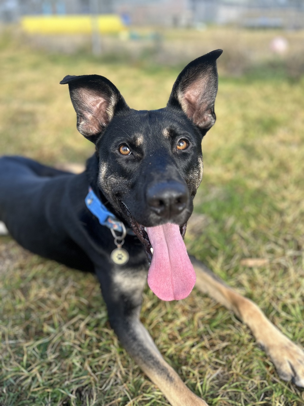 Zazu - Large Male Bull Terrier x German Shepherd Mix Dog in VIC - PetRescue