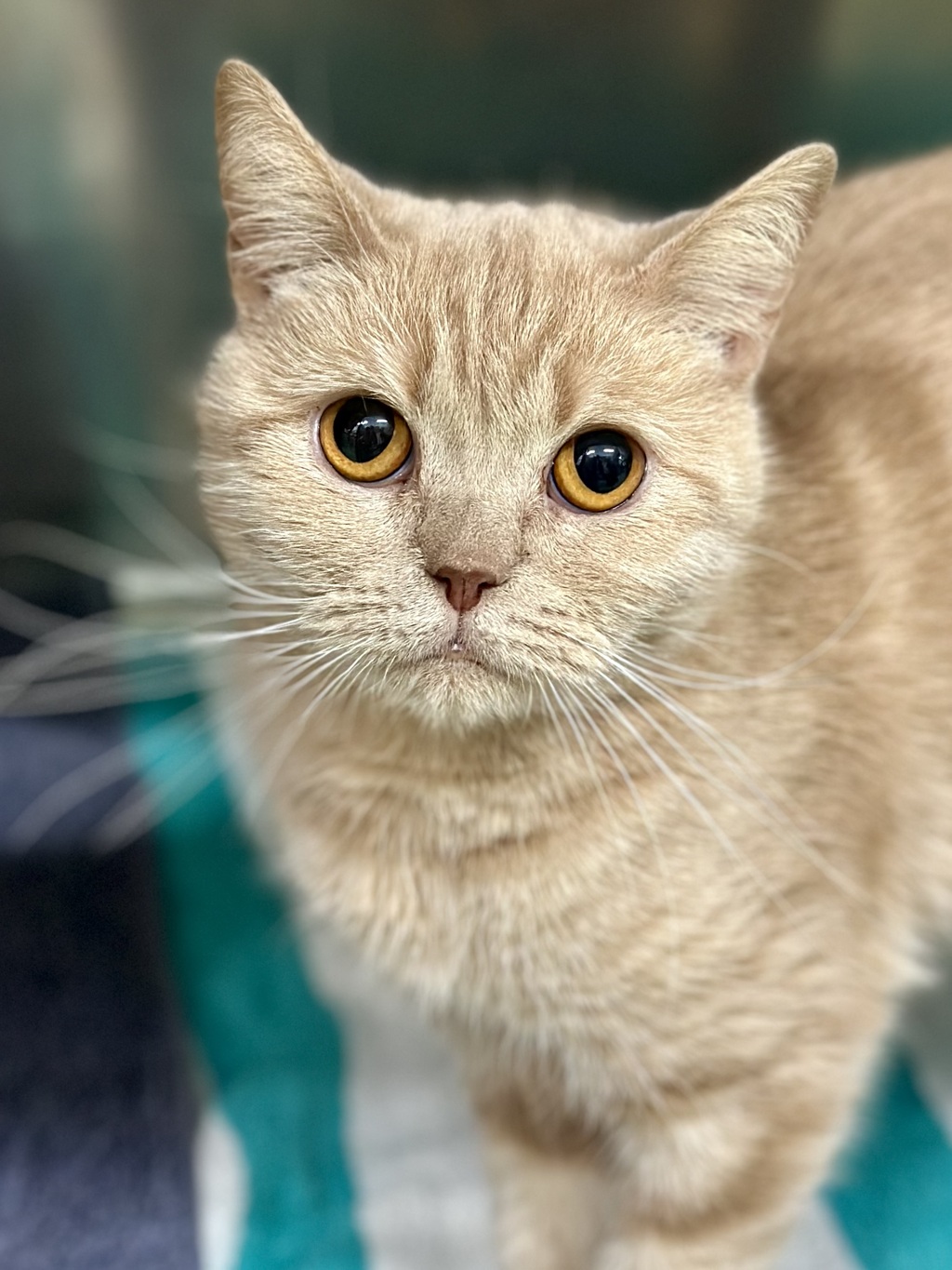 Onyxia - Female British Shorthair Mix Cat in QLD - PetRescue