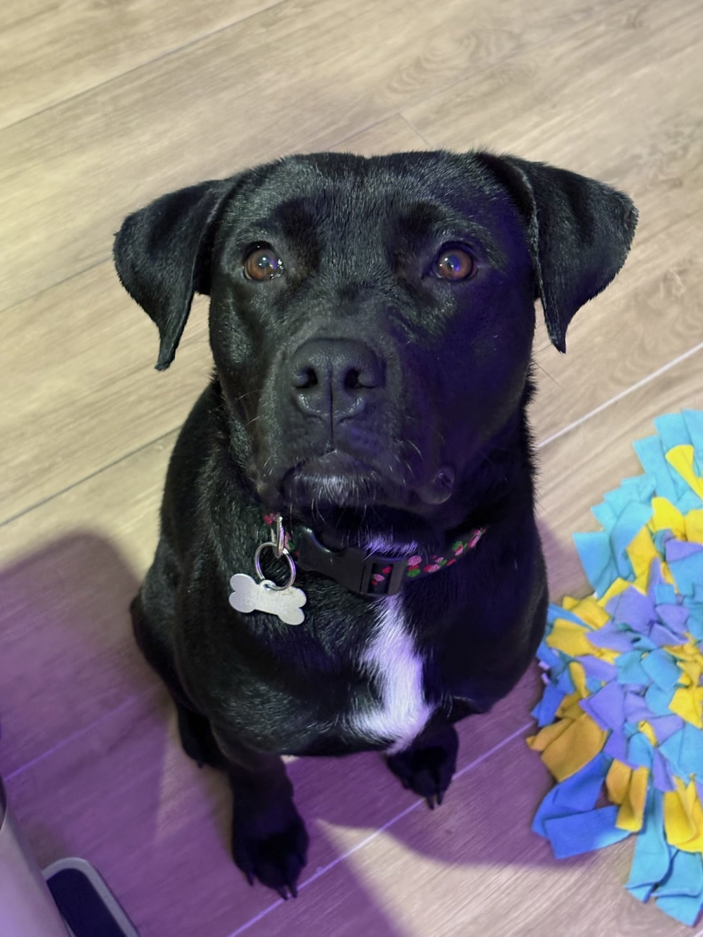 Azra - Medium Female Staffordshire Terrier Mix Dog in NSW - PetRescue