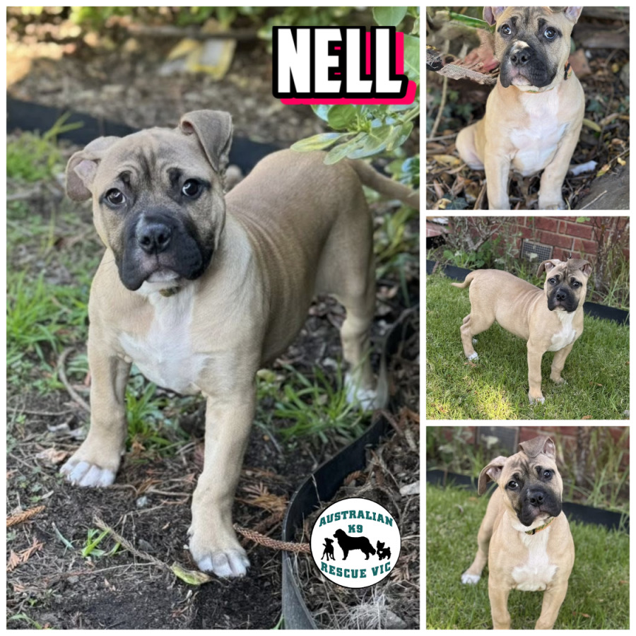 Nell - Medium Female Mastiff Mix Dog in VIC - PetRescue