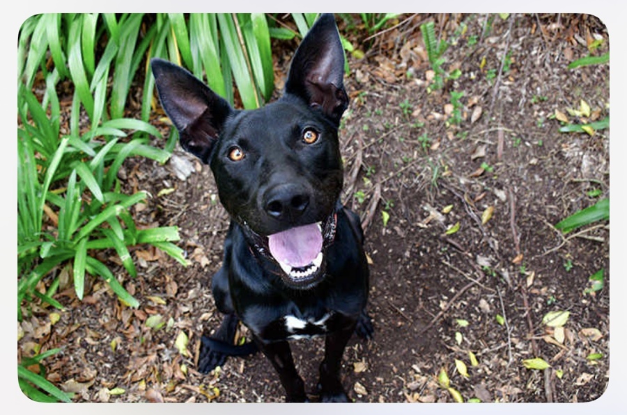 Dexter - Medium Male Australian Kelpie Dog in VIC - PetRescue