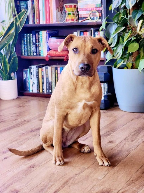 Jipsie - Medium Female Mixed Breed x Mixed breed Mix Dog in WA - PetRescue