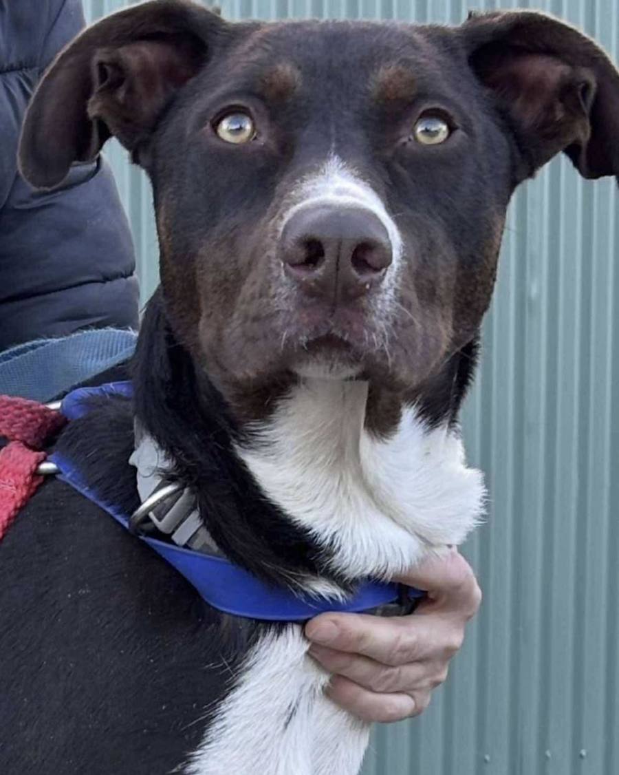 Denver - Medium Male Catahoula Leopard Dog x Australian Kelpie Dog in ...