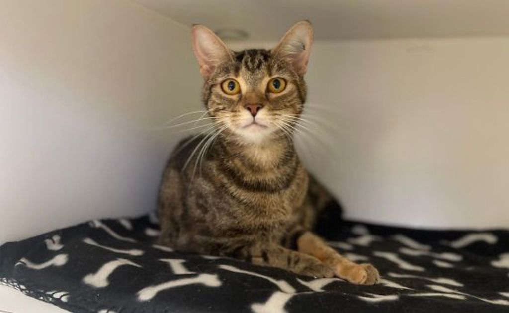 Triss - Female Domestic Short Hair Mix Cat in VIC - PetRescue