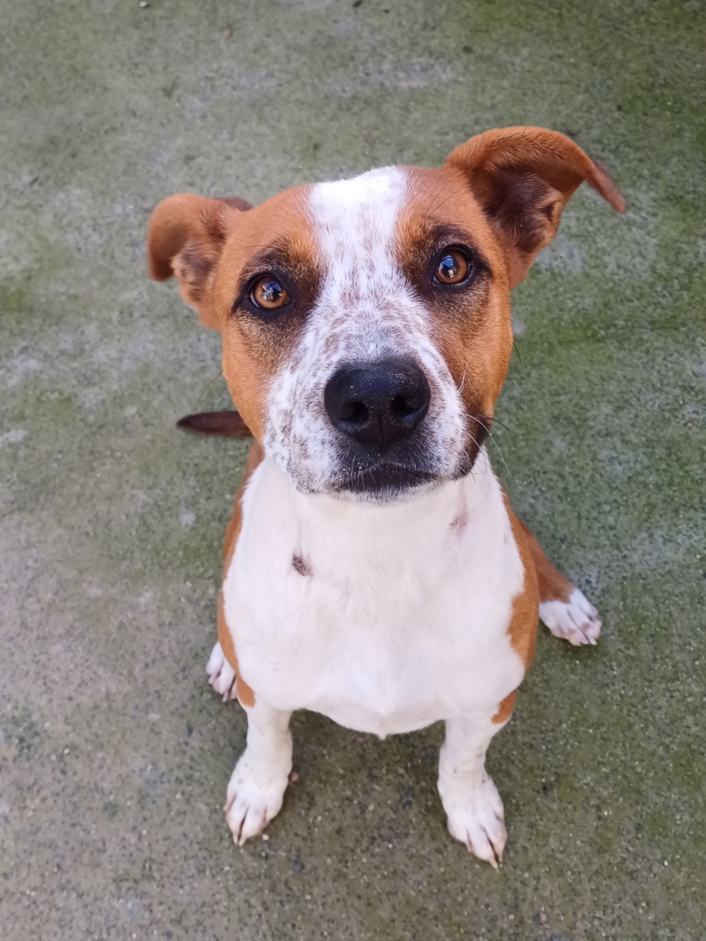 Letty - Medium Female Staffordshire Bull Terrier Mix Dog in VIC - PetRescue