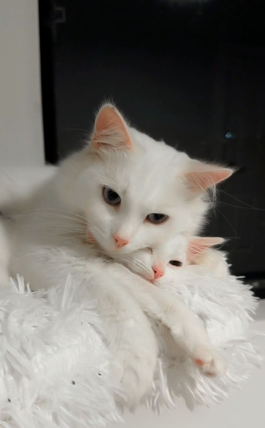 Hope - Female Domestic Long Hair (DLH) Cat in NSW - PetRescue