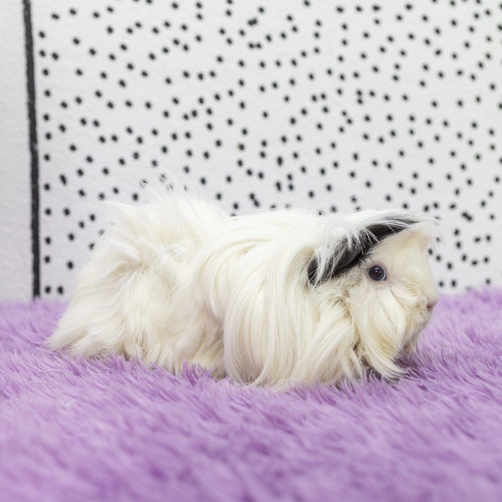 Billy - Female Short-hair Sheba Mini Yak Mix Guinea Pig in QLD - PetRescue