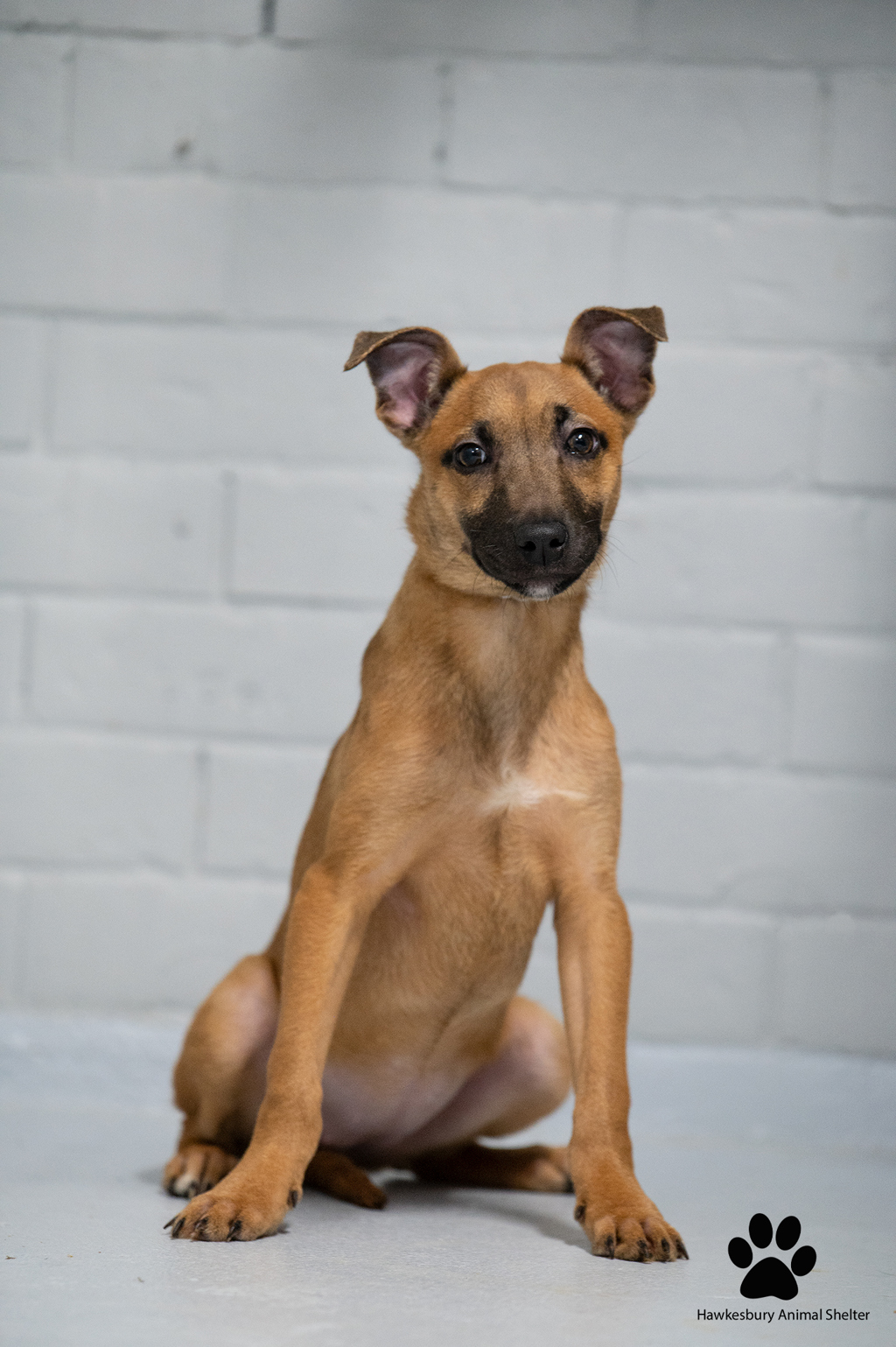 Mishka - Medium Female Mixed x Belgian Malinois Mix Dog in NSW - PetRescue