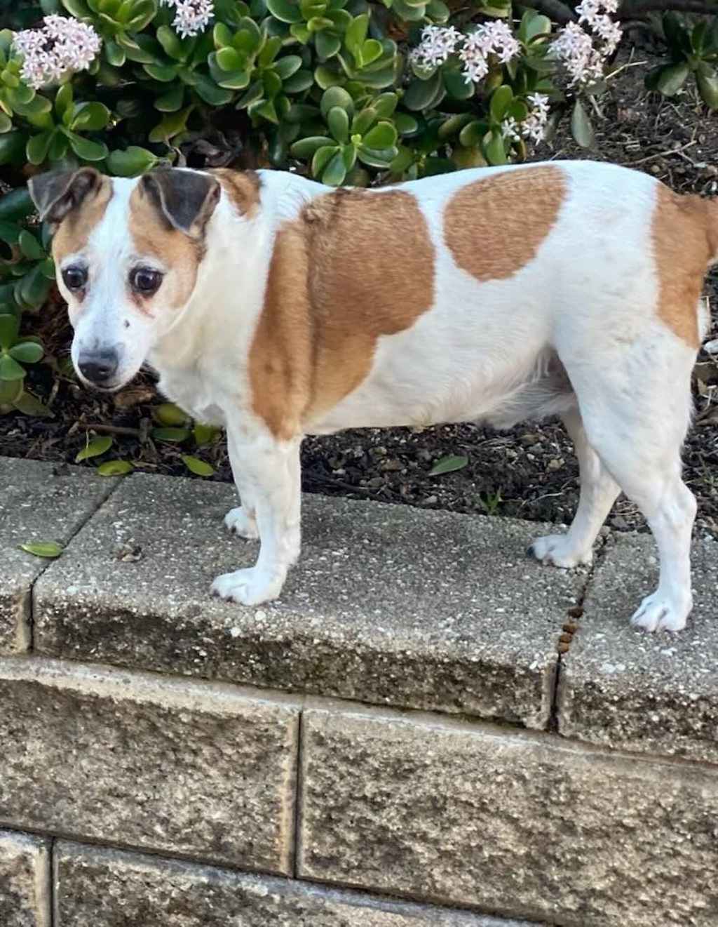 Kip - Small Male Jack Russell Terrier x Mini Foxie Mix Dog in NSW ...