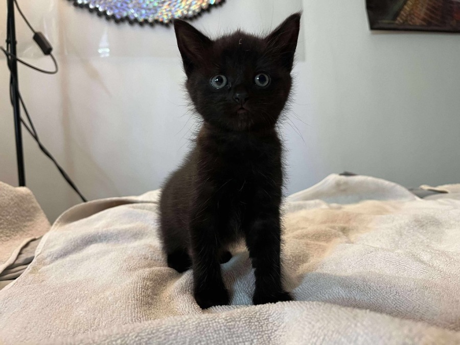 Midnight - Female Domestic Short Hair (DSH) Cat in QLD - PetRescue