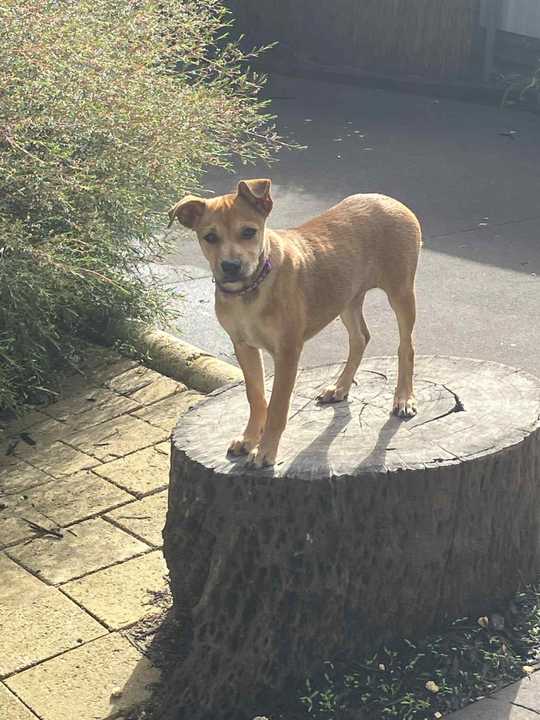 Crumpet - Medium Female Mixed breed Dog in WA - PetRescue