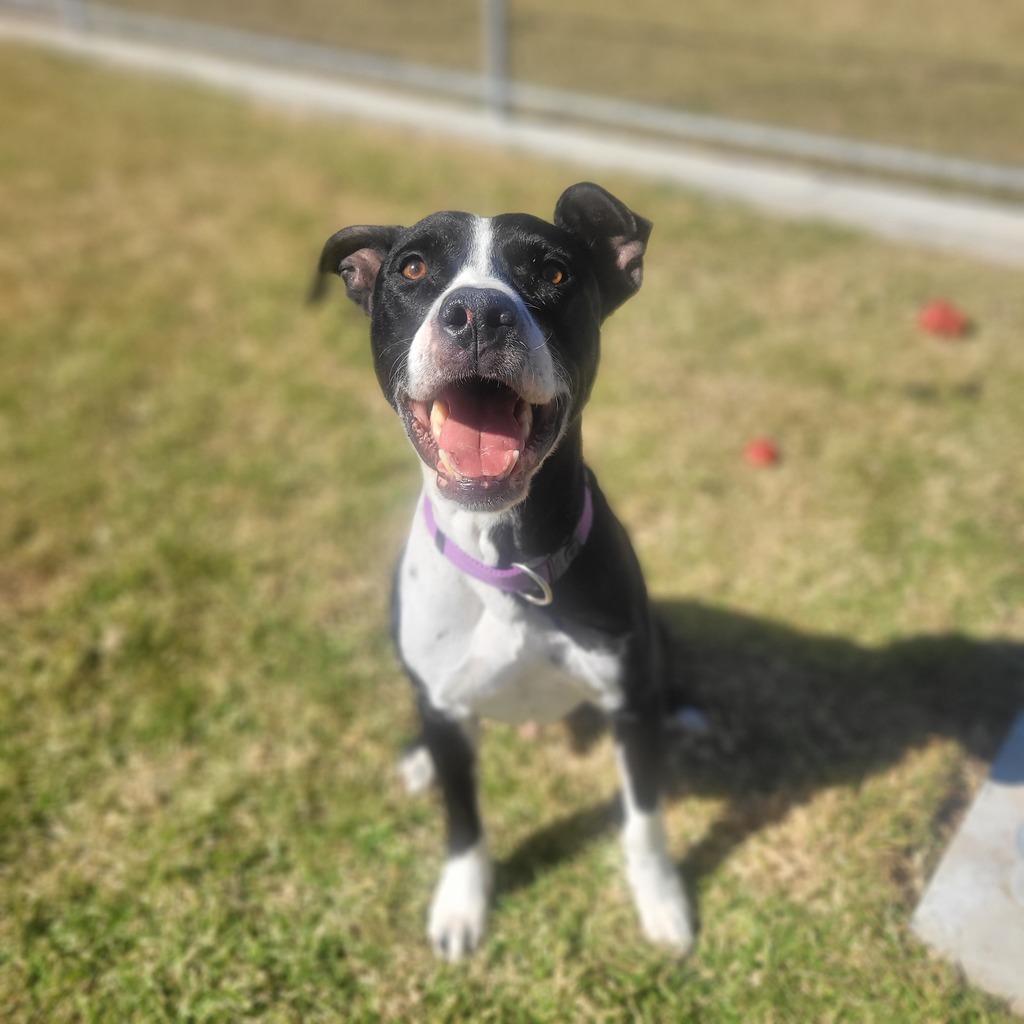 Cecil - Medium Male Border Collie x American Staffordshire Bull Terrier Mix Dog in QLD - PetRescue