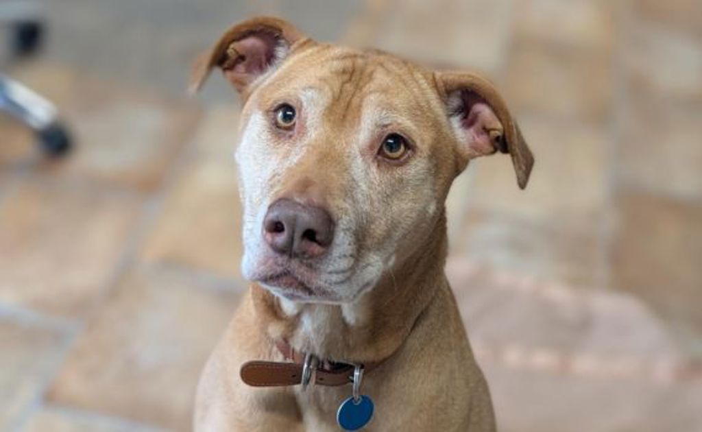 Nala - Large Female Rhodesian Ridgeback x Staffy Mix Dog in VIC - PetRescue