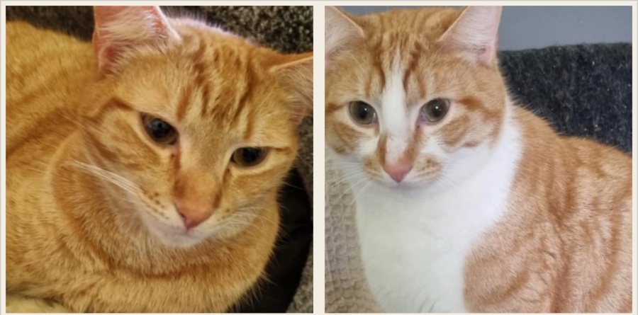 Toby and Logan - Male Maine Coon Mix Cat in VIC - PetRescue