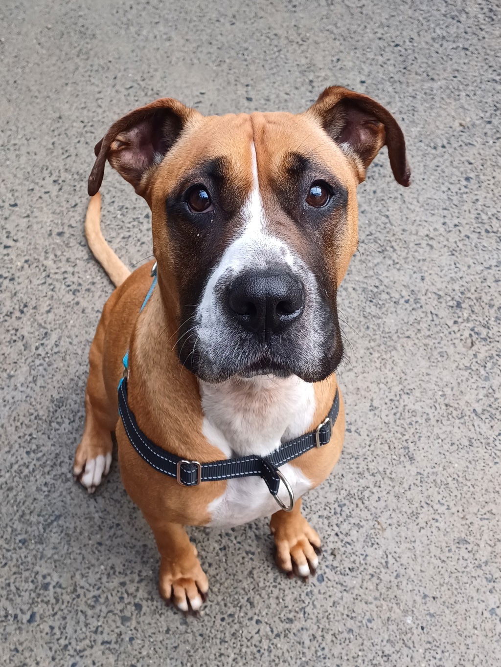 Luna - Medium Female Boxer x Staffordshire Bull Terrier Mix Dog in VIC ...