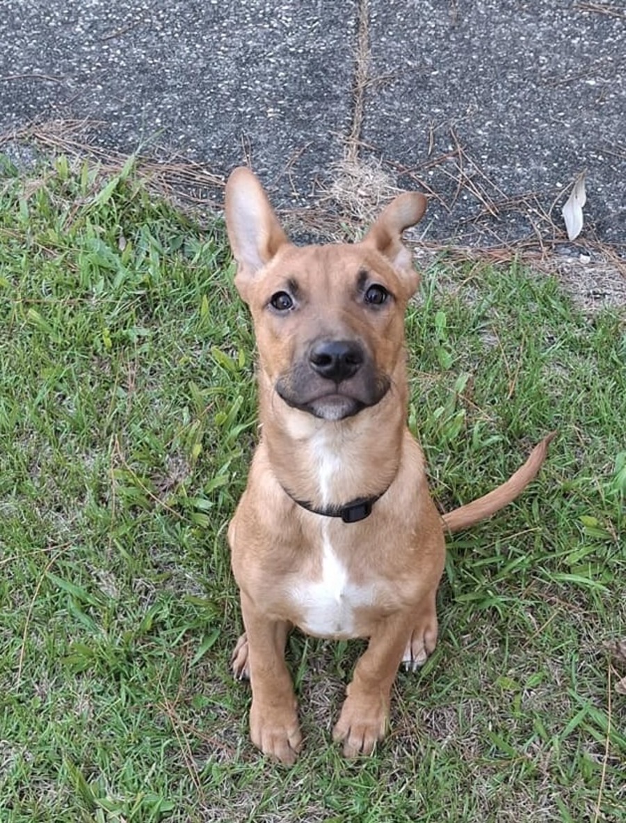 Claude - Medium Male Australian Kelpie Mix Dog in QLD - PetRescue