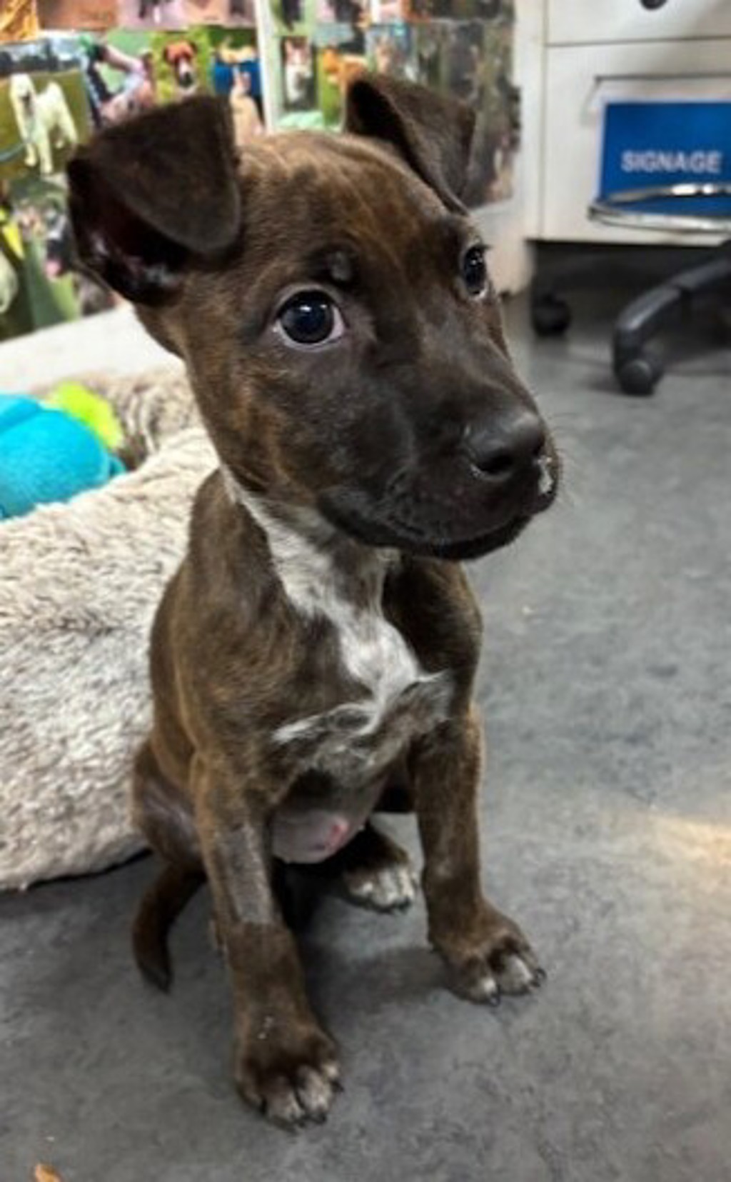 Flo (florence) - Large Female Bull Arab Dog in VIC - PetRescue