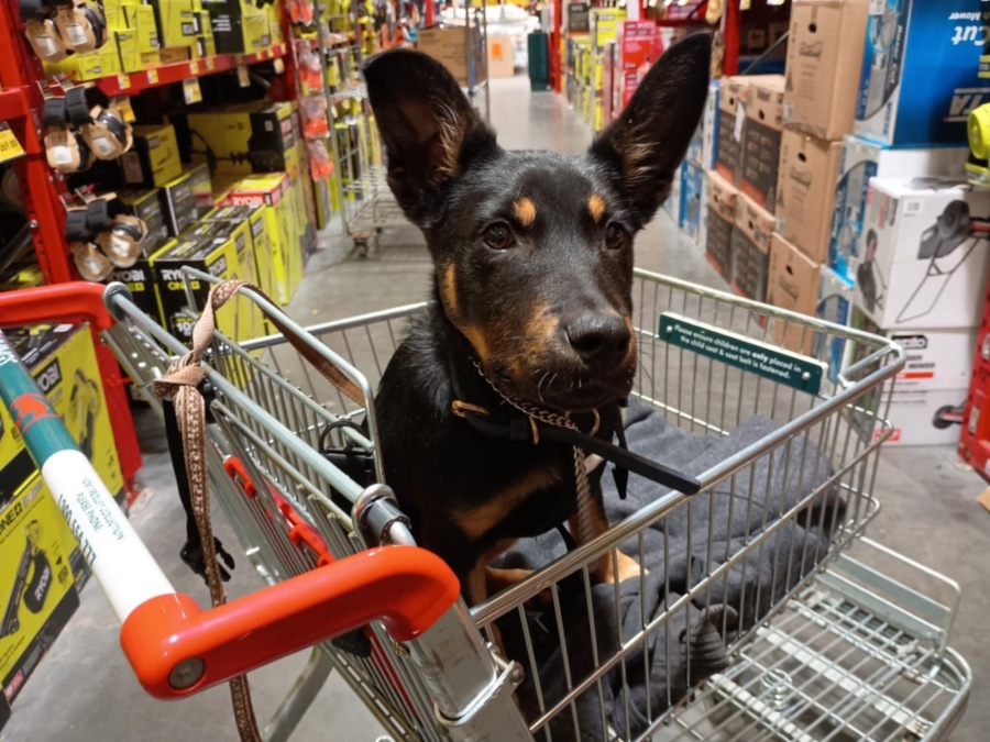 Lance - Medium Male Australian Kelpie Dog in VIC - PetRescue