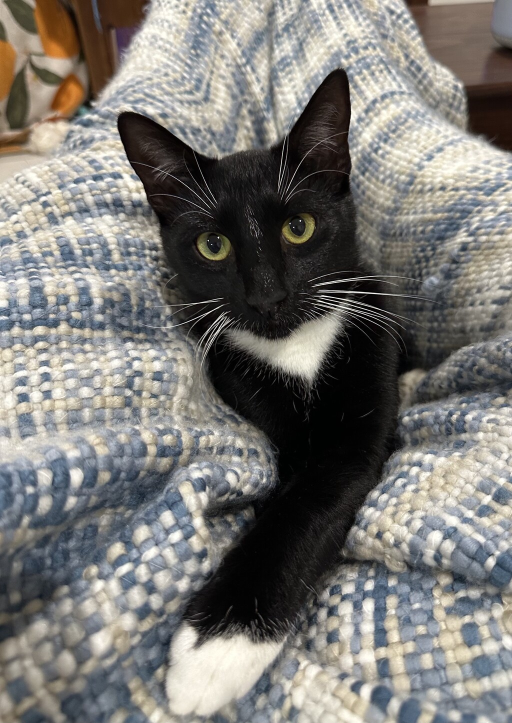 Foxtail - Male Domestic Short Hair x Manx Mix Cat in QLD - PetRescue
