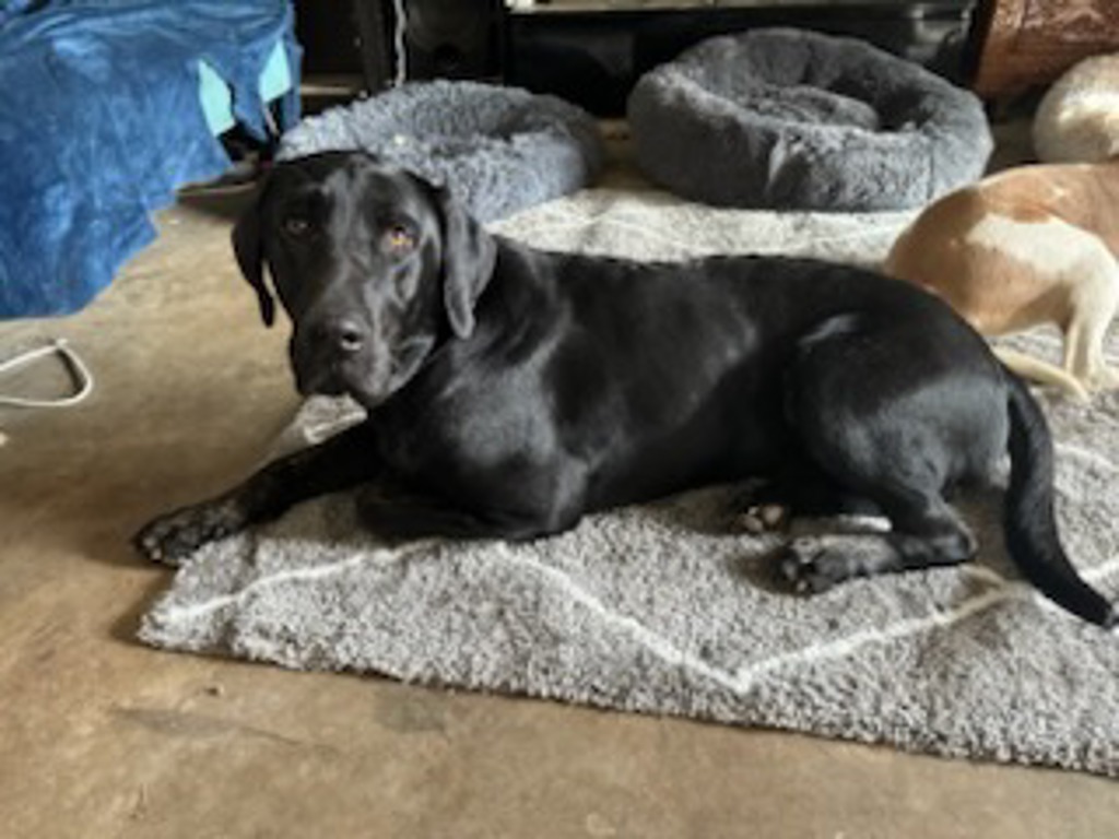 Riley - Large Male German Shorthaired Pointer x Mastiff Mix Dog in NSW ...