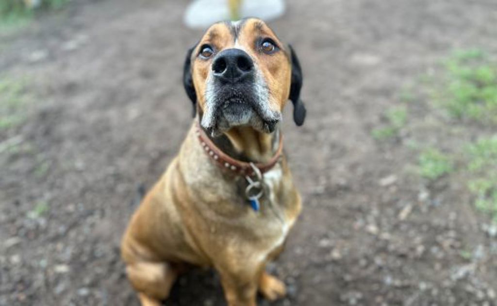 Bean - Large Male Catahoula x Rottweiler Mix Dog in VIC - PetRescue